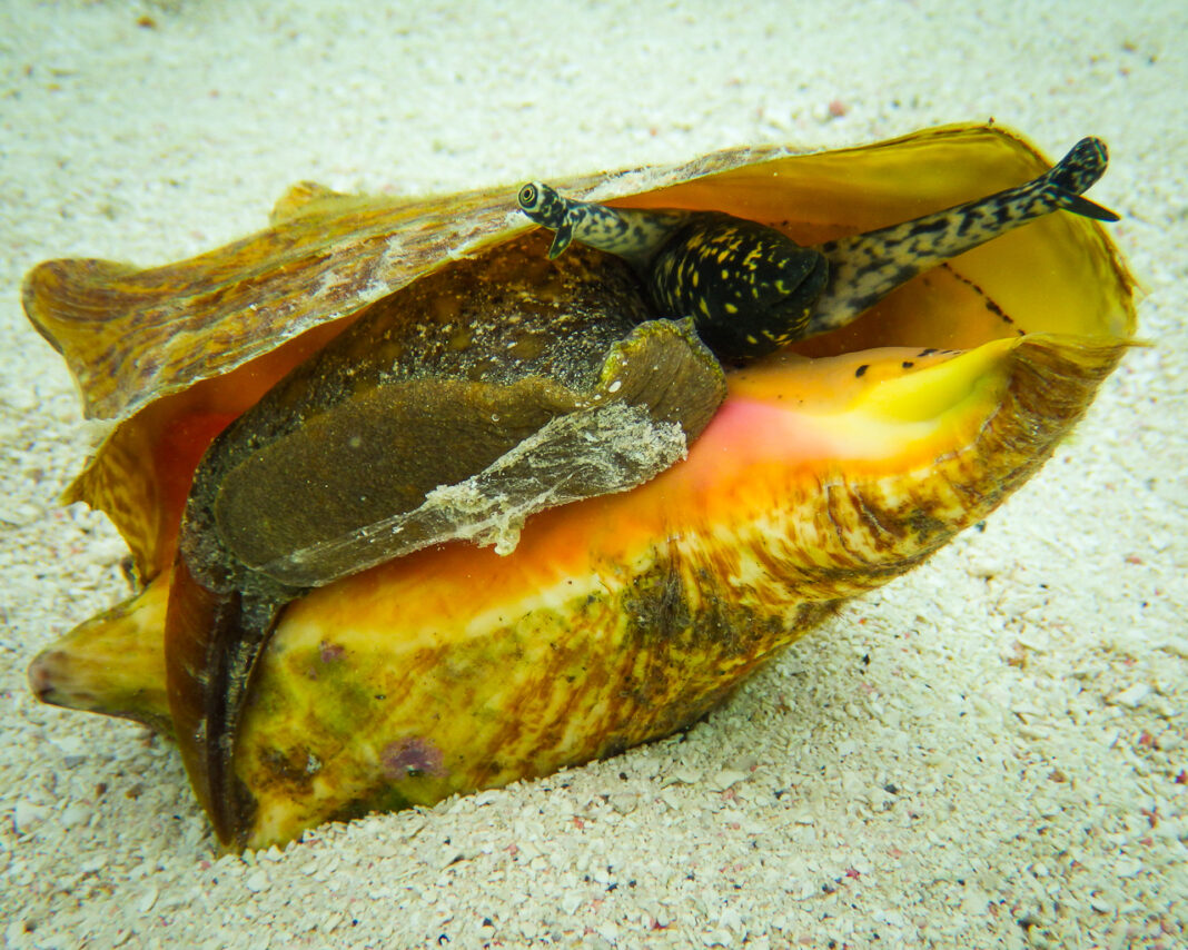 Queen Conch Season Closing - MyBelize.Net